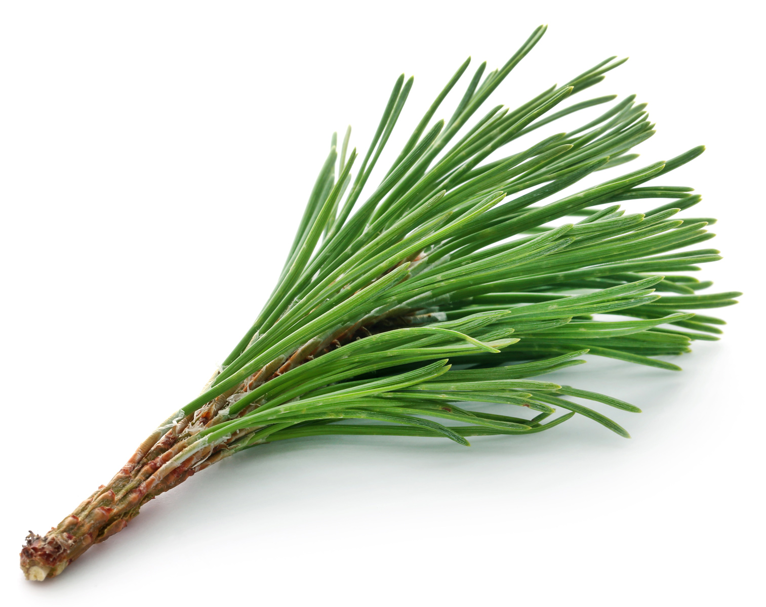 Pine Skin Toner Recipe – Mother Earth News